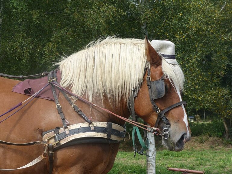 The Best Draft Horse Breeds for Pulling Heavy Loads – saddlesociety.com