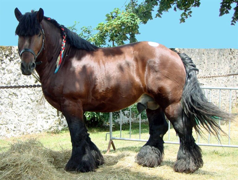 The Best Draft Horse Breeds for Pulling Heavy Loads – saddlesociety.com