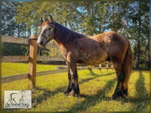 The Best Draft Horse Breeds for Pulling Heavy Loads – saddlesociety.com