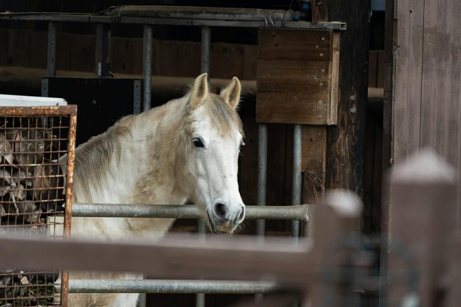 The Story Behind the Lipizzaner Stallions and Their Incredible Training ...