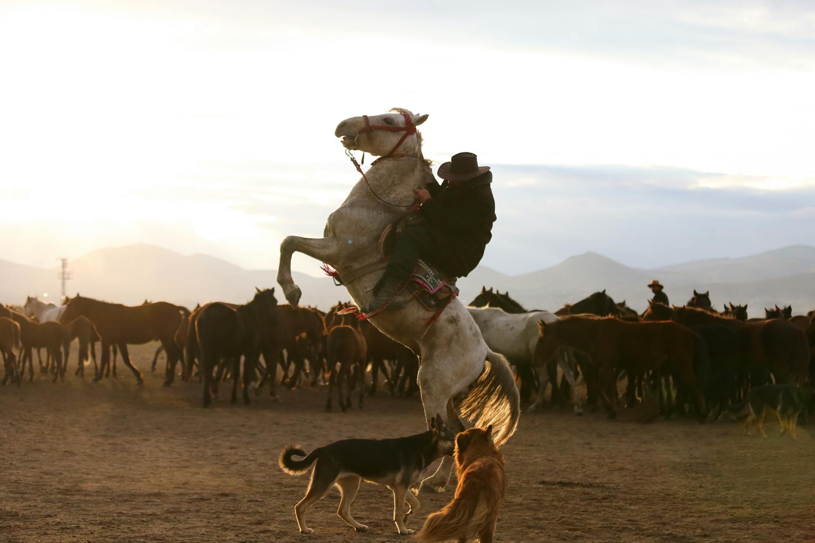 The Story Behind the Lipizzaner Stallions and Their Incredible Training ...