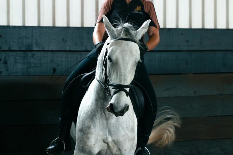 The Story Behind the Lipizzaner Stallions and Their Incredible Training ...