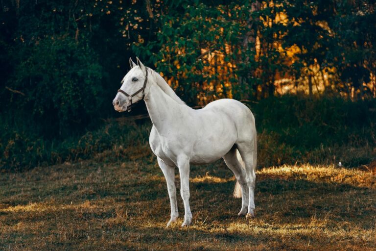 The Story Behind the Lipizzaner Stallions and Their Incredible Training ...