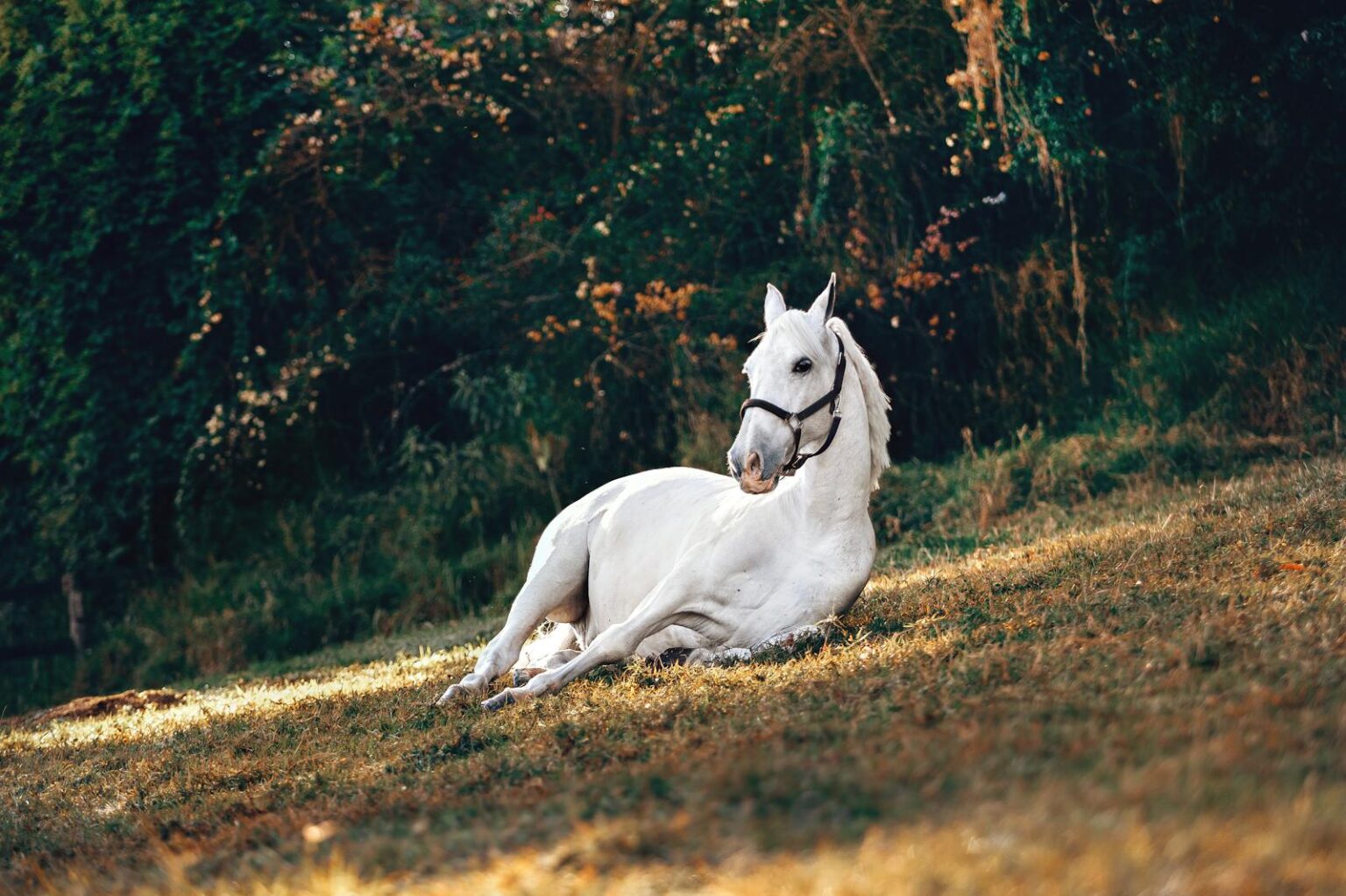 The Story Behind the Lipizzaner Stallions and Their Incredible Training ...