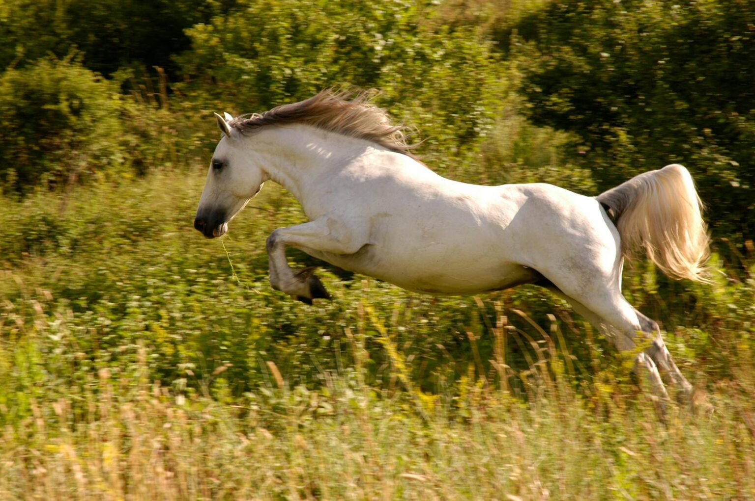 The Story Behind the Lipizzaner Stallions and Their Incredible Training ...