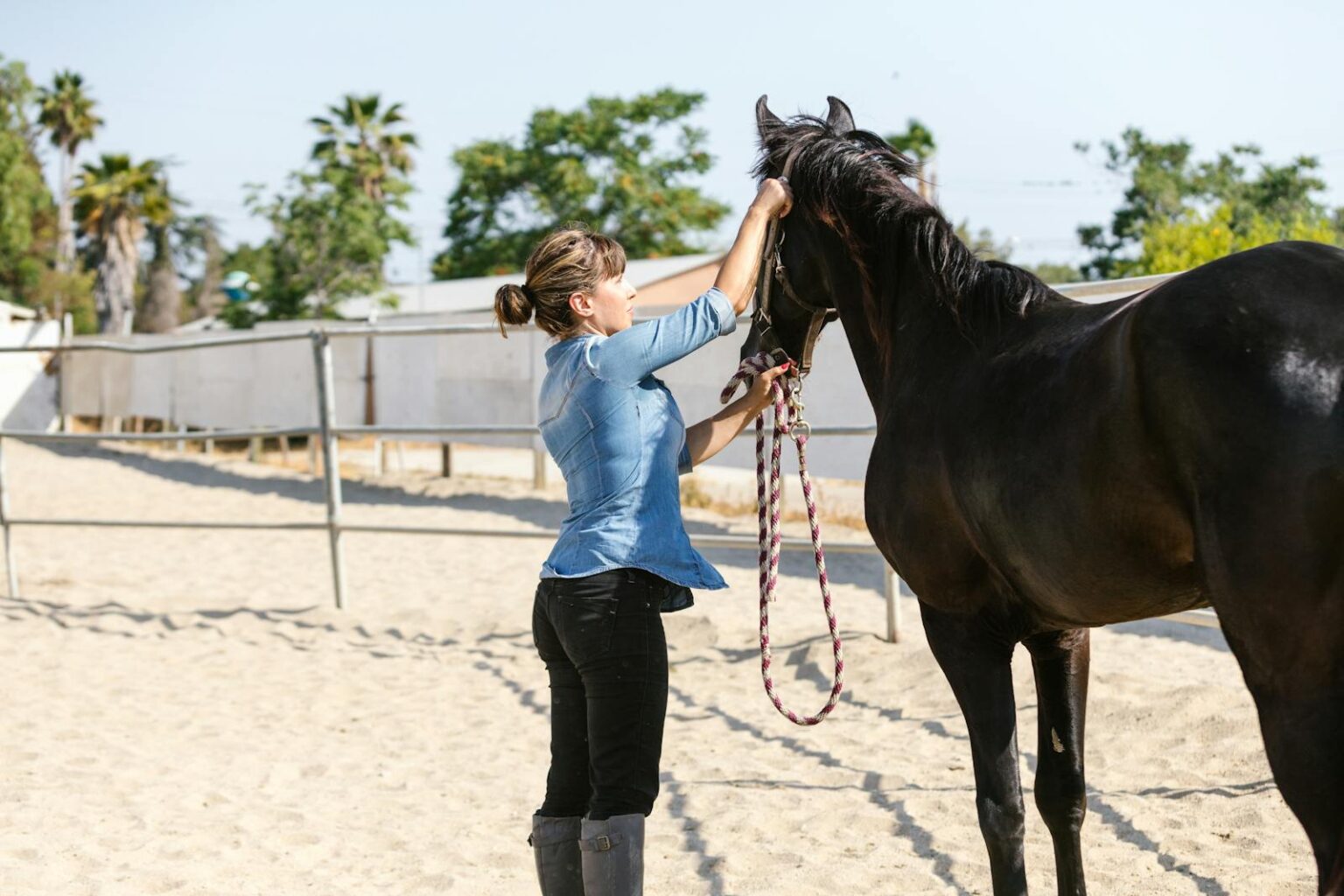 How to Train a Horse to Walk, Trot, and Canter Smoothly – saddlesociety.com