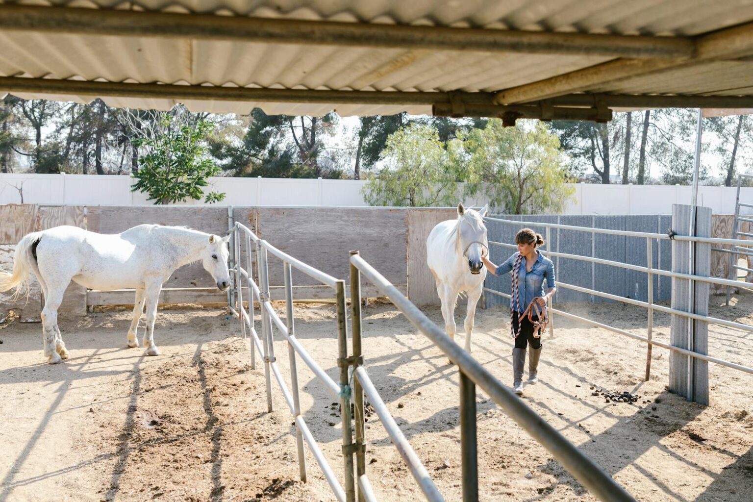 How to Train a Horse to Walk, Trot, and Canter Smoothly – saddlesociety.com