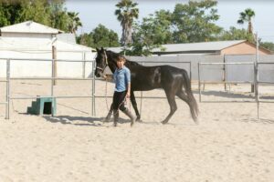 The Best Exercises for Teaching a Horse to Pick Up the Correct Lead ...