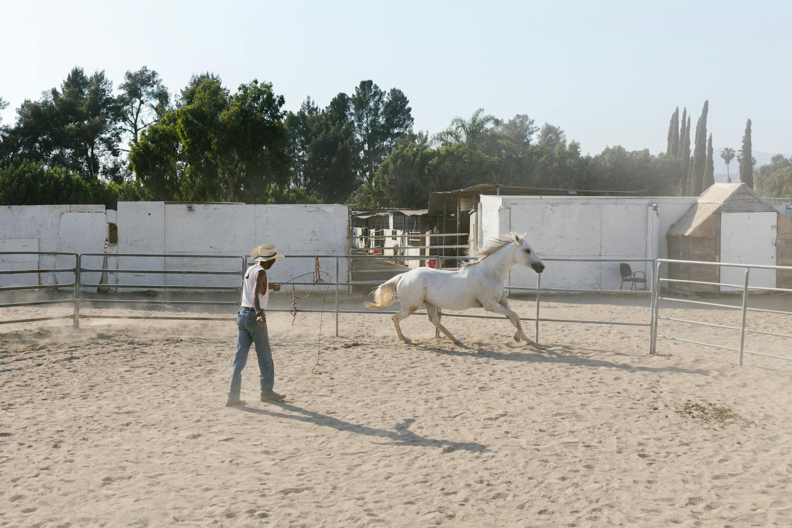 How to Train a Horse to Walk, Trot, and Canter Smoothly – saddlesociety.com