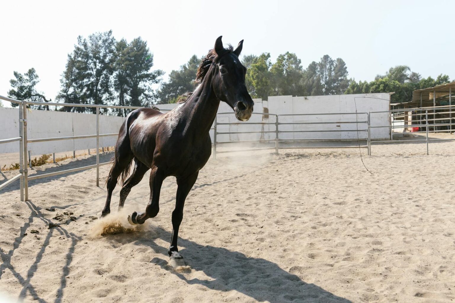 How to Fix a Horse That Won’t Stop or Slow Down – saddlesociety.com