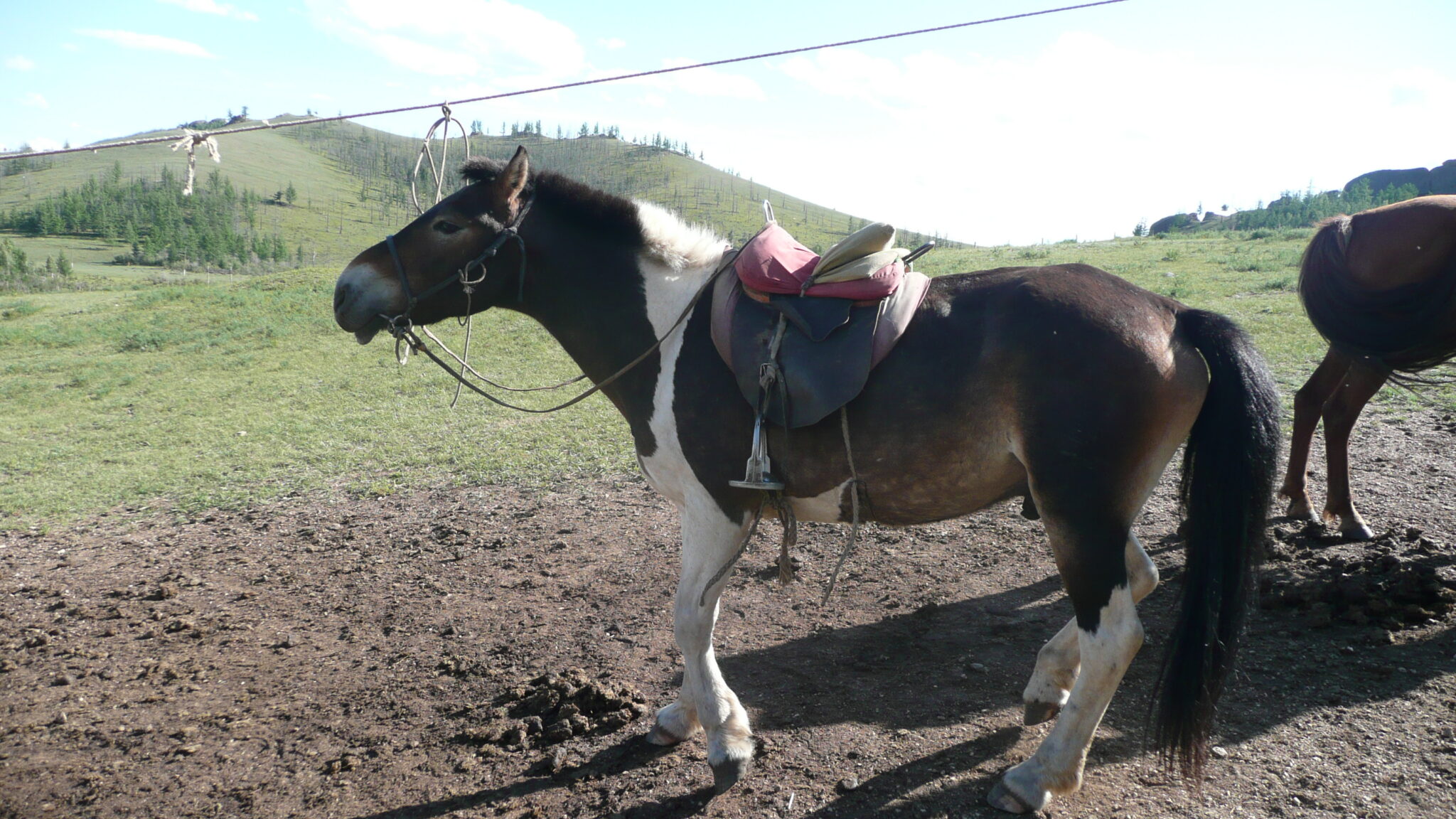 The Cultural Significance of Horses in Mongolian Traditions ...