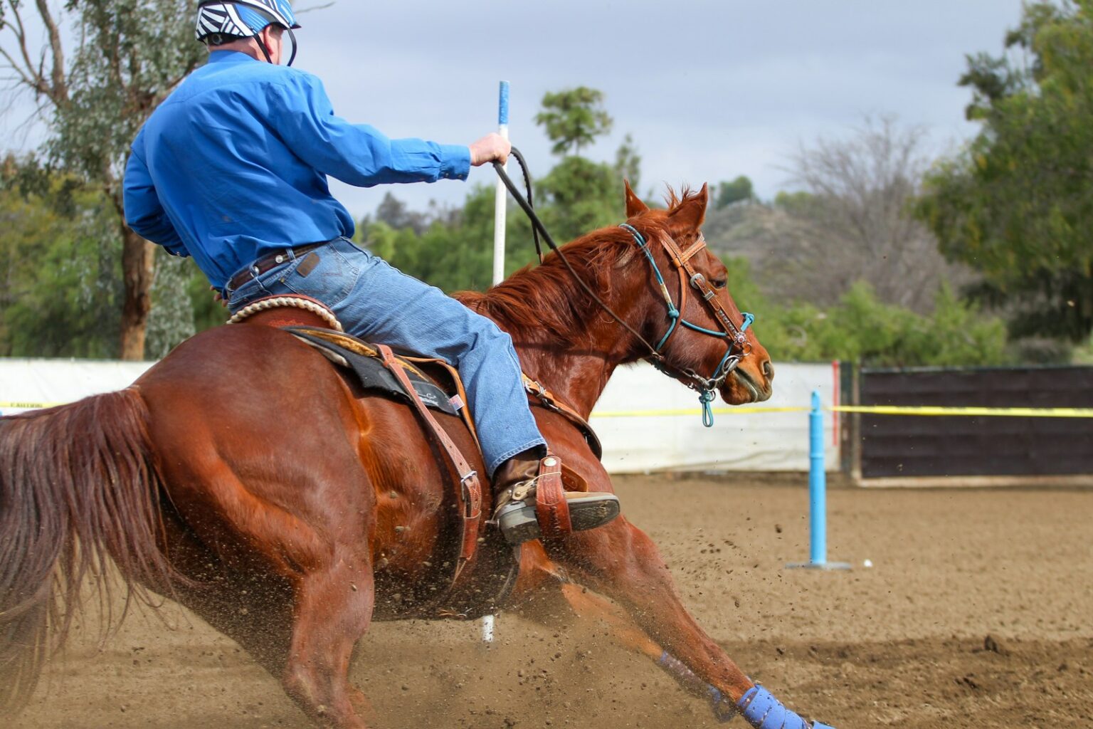 The Best Horse Breeds for Competitive Barrel Racing – saddlesociety.com