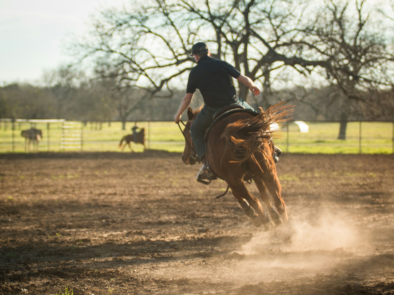 How to Train a Horse to Walk, Trot, and Canter Smoothly – saddlesociety.com