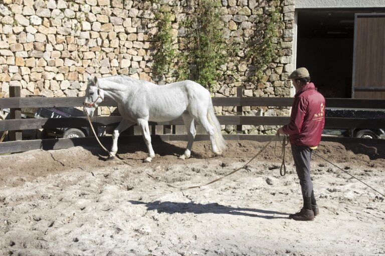 How to Train a Horse to Stand Still for Mounting – saddlesociety.com