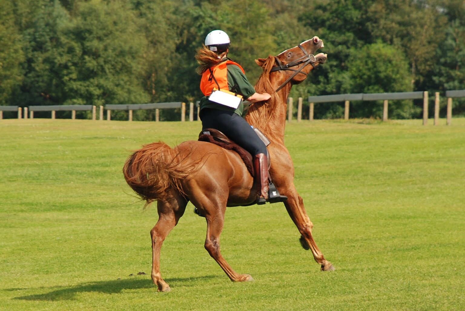 How to Recognize Soreness From Ill-Fitting Tack – saddlesociety.com