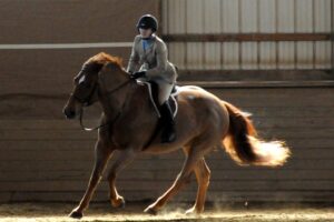 How to Use Cavaletti Exercises to Improve Your Horse’s Coordination ...