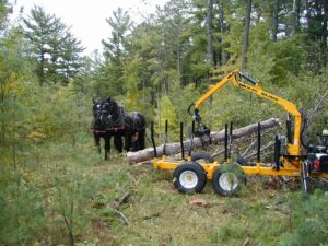 How Horses Were Used in Logging and Forest Work – saddlesociety.com