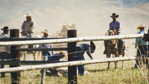The Truth About cattle drives and Horse Behavior – saddlesociety.com