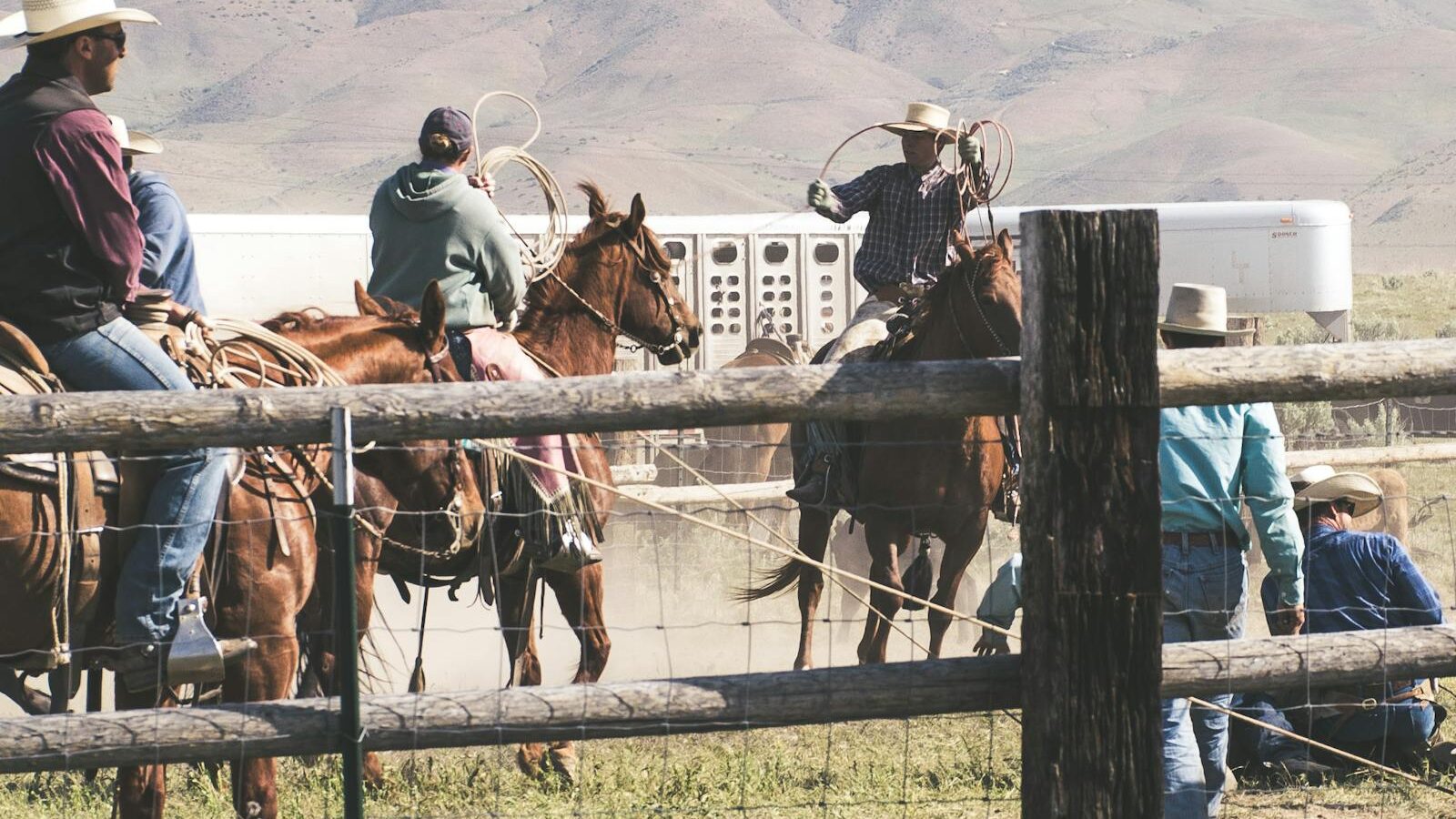 The Best Horse Breeds for Working With Cattle – saddlesociety.com