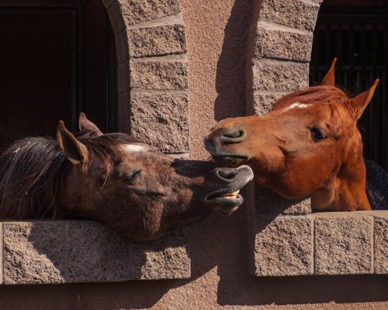 How Horses Communicate With Each Other in Herd Settings – saddlesociety.com