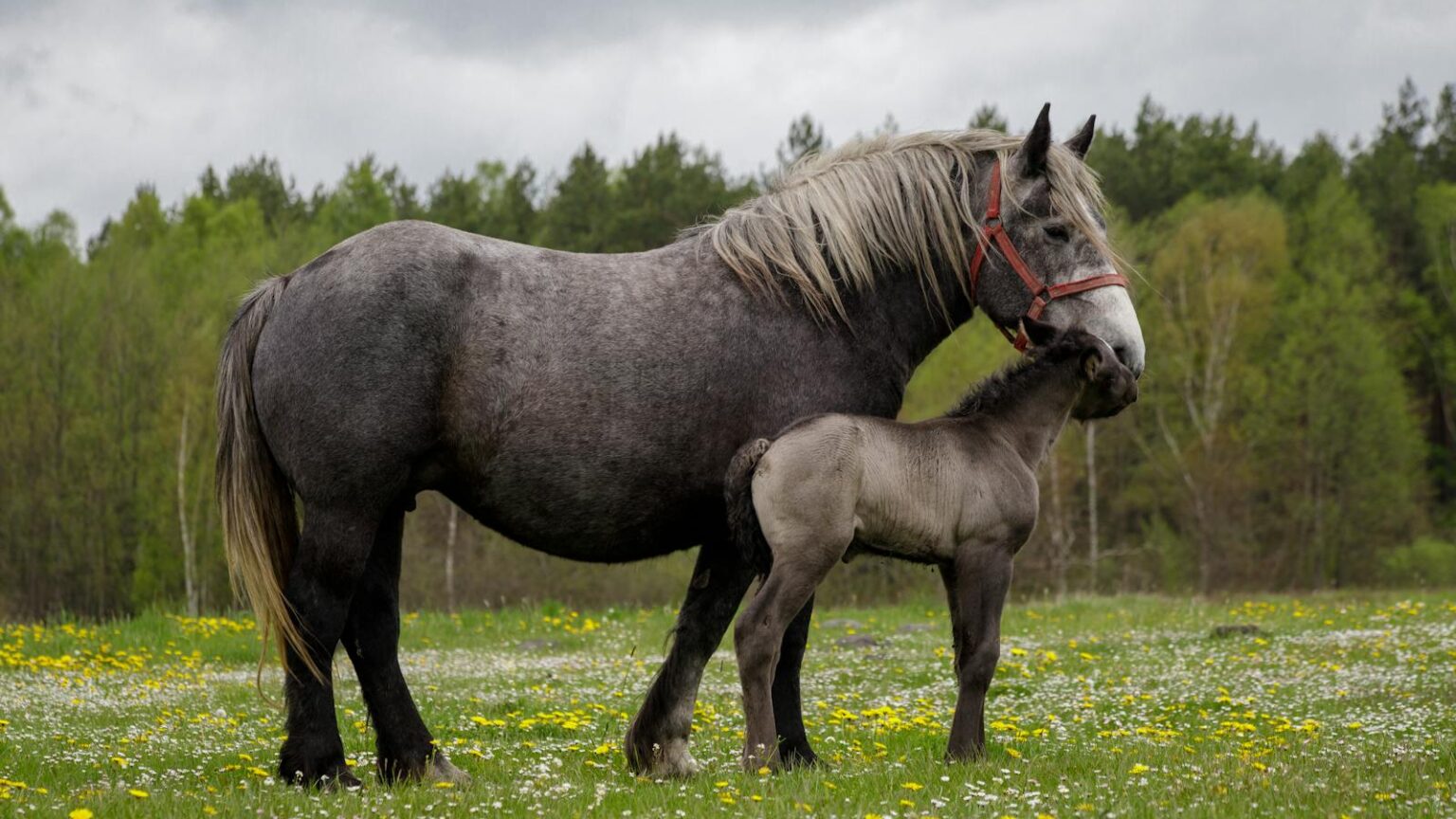 How Horses Communicate With Each Other in Herd Settings – saddlesociety.com