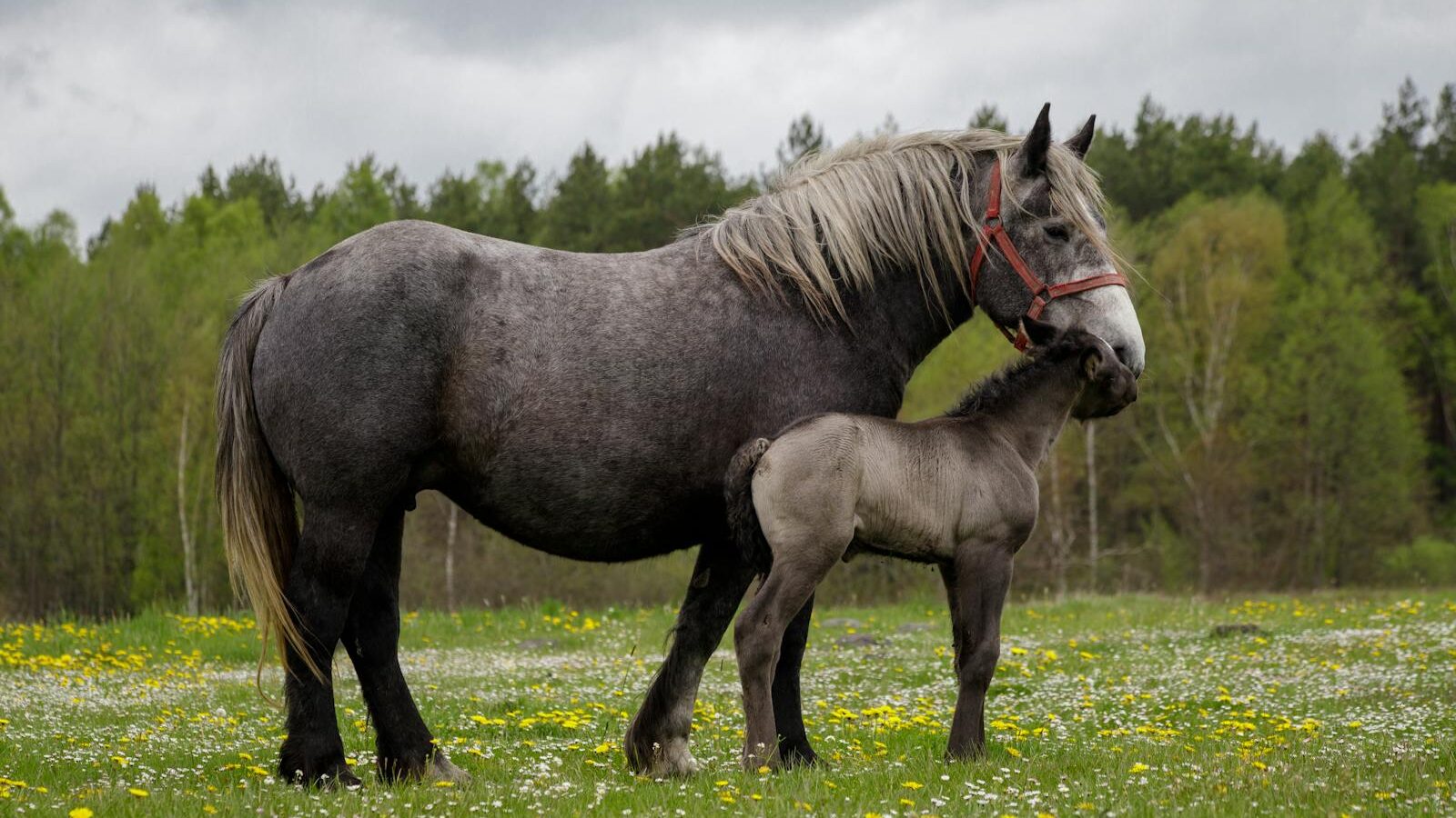 How Horses Communicate With Each Other in Herd Settings – saddlesociety.com