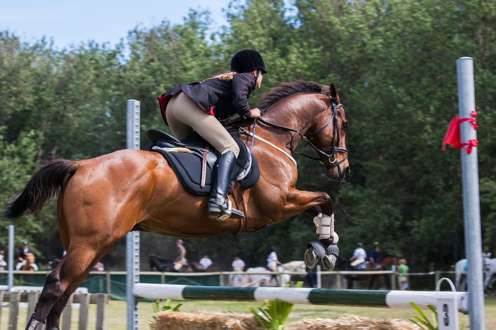 How to Use Cavaletti Exercises to Improve Your Horse’s Coordination ...