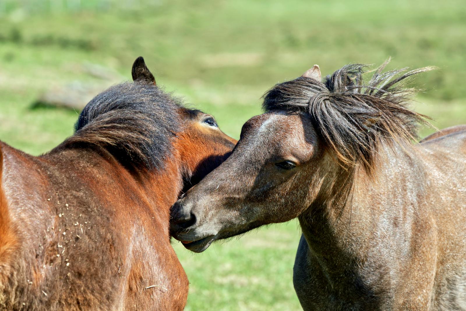 How Horses Communicate With Each Other in Herd Settings – saddlesociety.com
