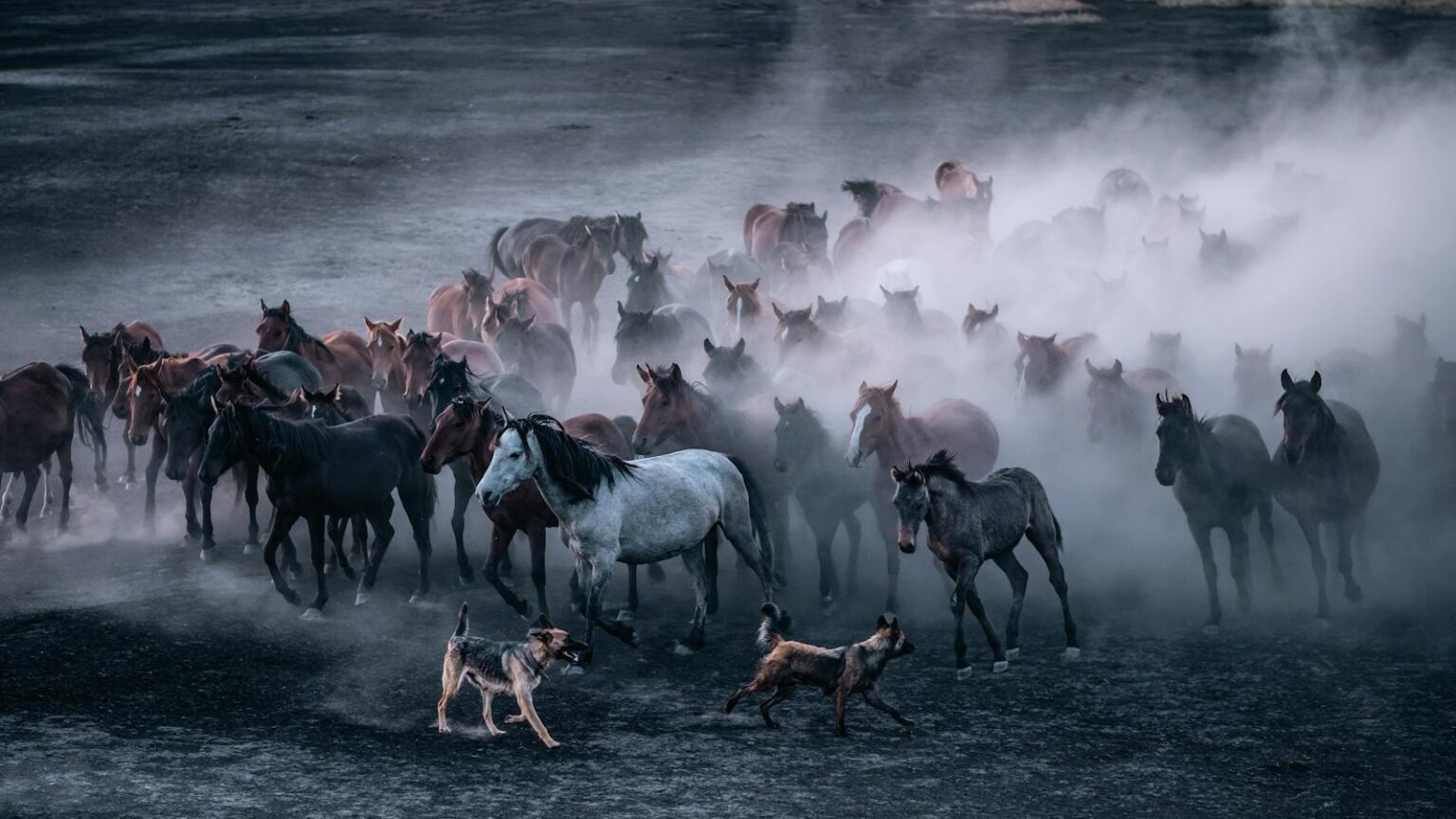 The Truth About cattle drives and Horse Behavior – saddlesociety.com