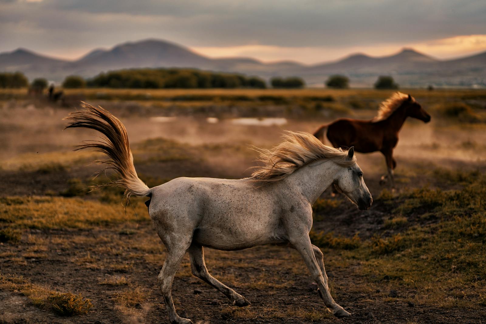 How Horses Communicate With Each Other in Herd Settings – saddlesociety.com