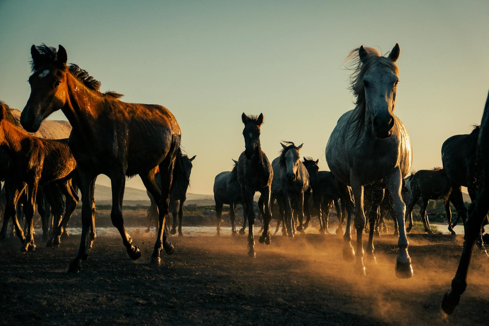 The Best Horse Breeds for Versatile Farm Work – saddlesociety.com