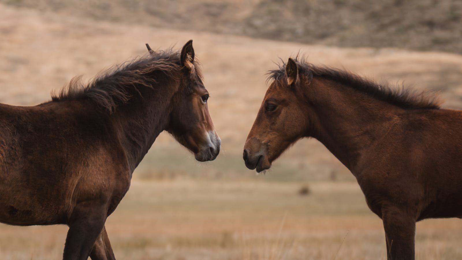 The Spiritual Connection Between Horses and Native Tribes ...