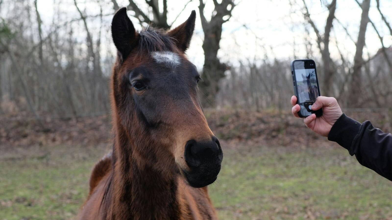 The Best Horse Apps for Training and Barn Management – saddlesociety.com