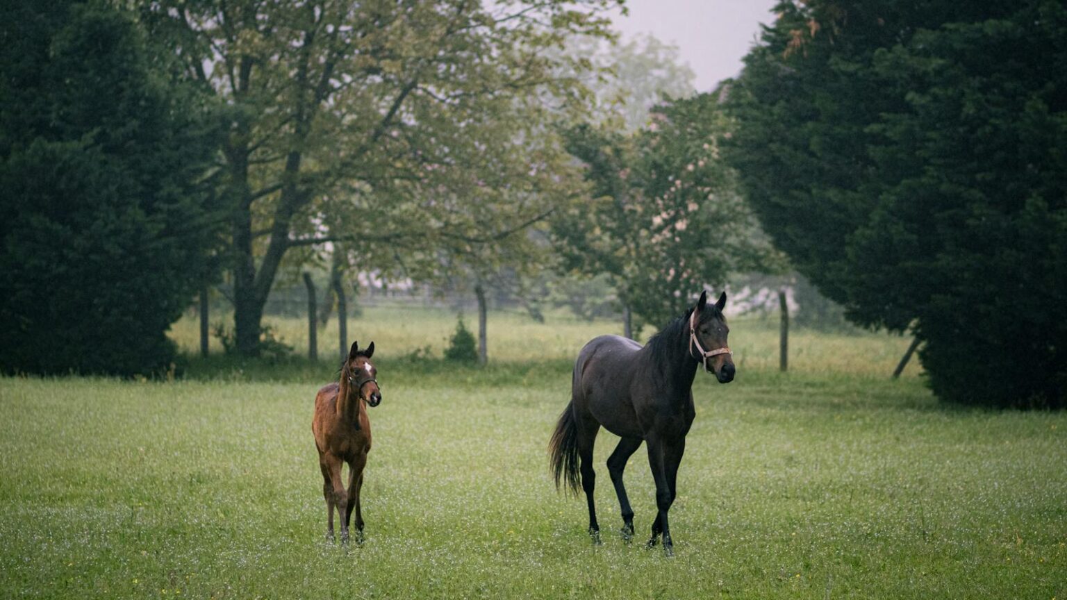 How Horses Were Used in the Conquest of the Americas – saddlesociety.com