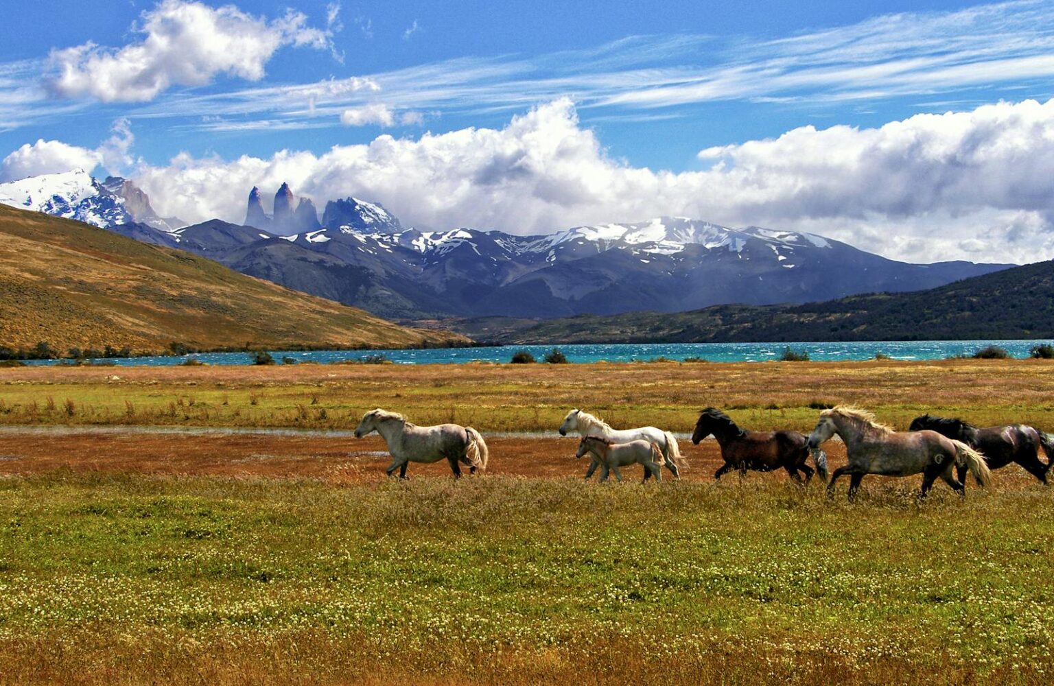 How to Design a Horse-Friendly Pasture for All Seasons – saddlesociety.com