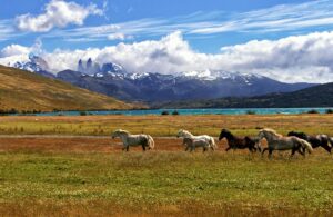 How to Design a Horse-Friendly Pasture for All Seasons – saddlesociety.com