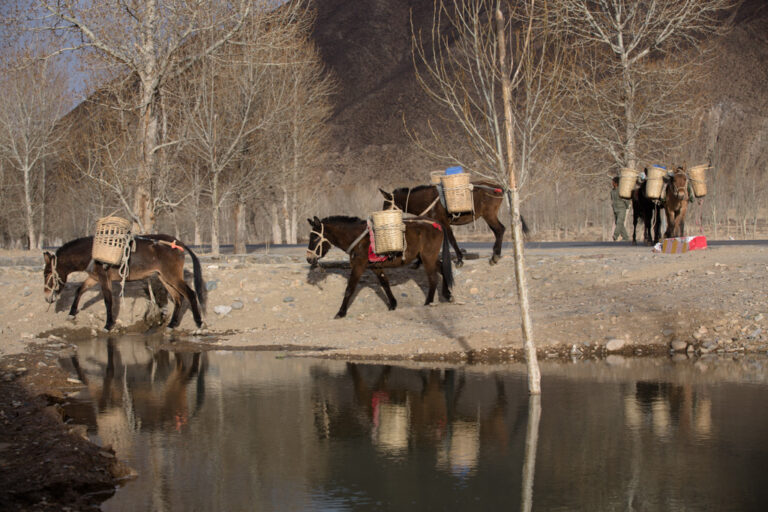The Role of Horses in Medieval Trade and Transportation – saddlesociety.com