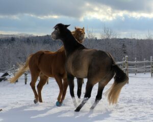 How Horses Communicate With Each Other in Herd Settings – saddlesociety.com