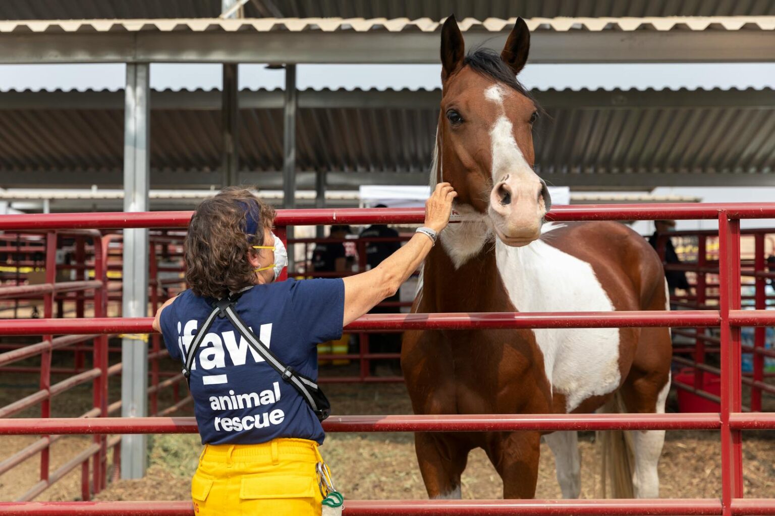 How to Recognize and Treat Equine Depression – saddlesociety.com