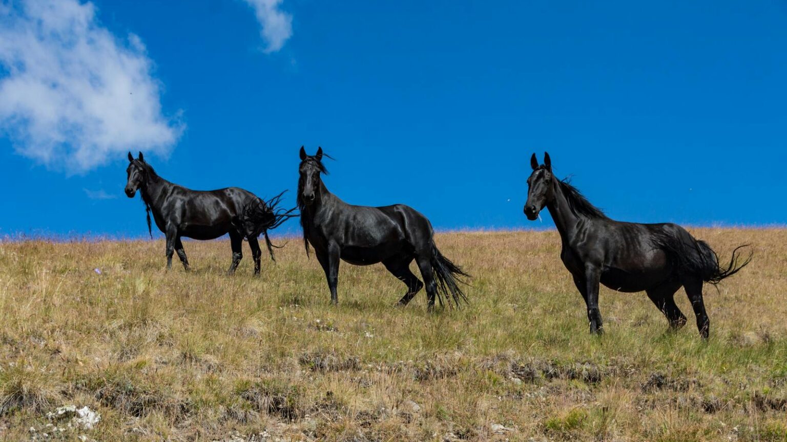 The Spiritual Connection Between Horses and Native Tribes ...