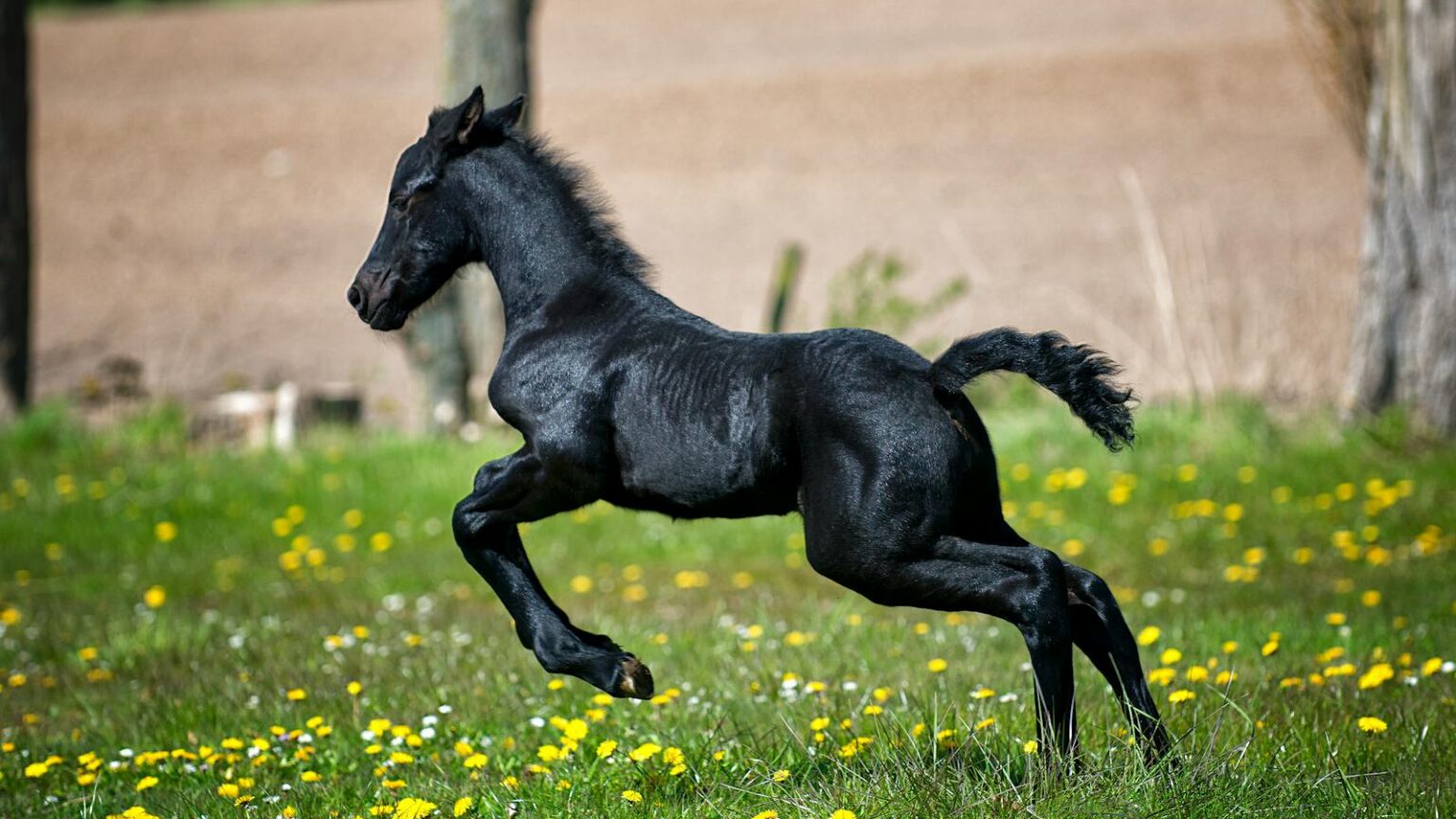 How to Work With a Horse That’s Prone to Bolting – saddlesociety.com