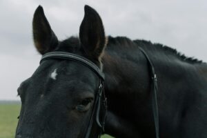 How Horses Communicate With Each Other in Herd Settings – saddlesociety.com