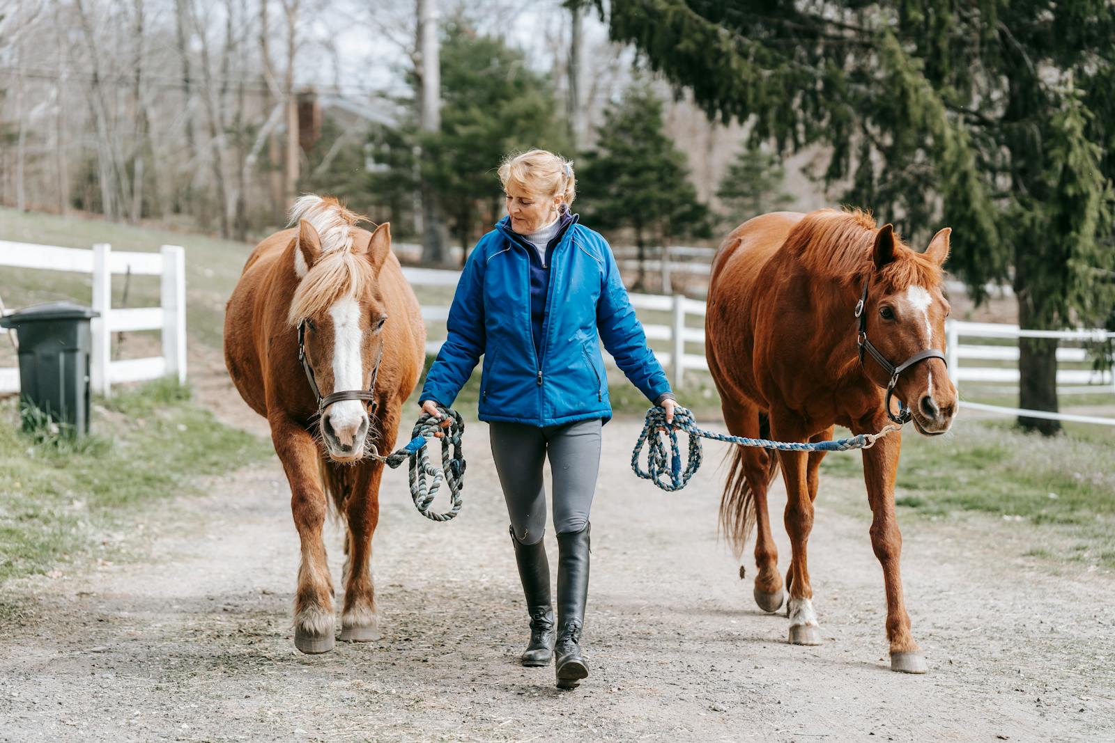 The Best Horse Breeds for Therapeutic Riding Programs – saddlesociety.com