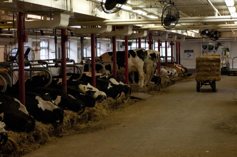 The Best Barn Layouts for Comfort, Ventilation, and Safety ...