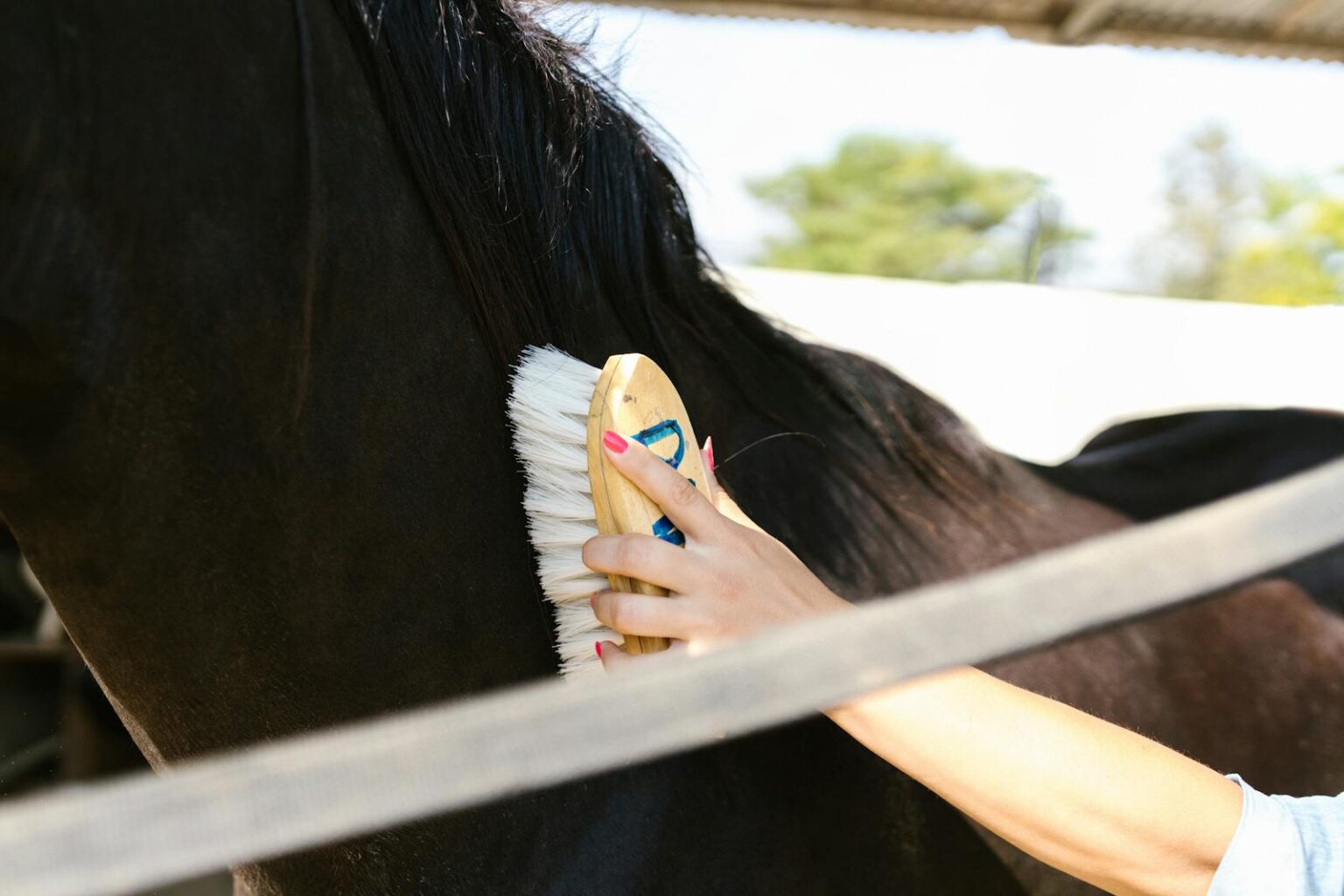 How to Recognize and Treat Equine Depression – saddlesociety.com