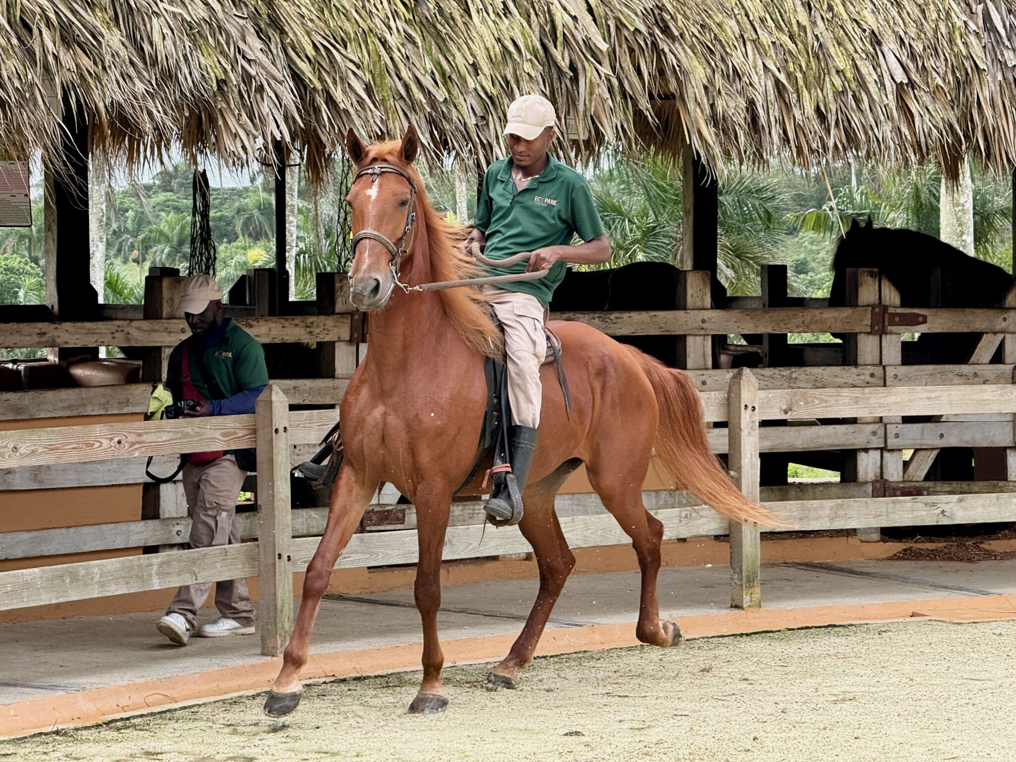 The Best Horse Breeds for Therapeutic Riding Programs – saddlesociety.com
