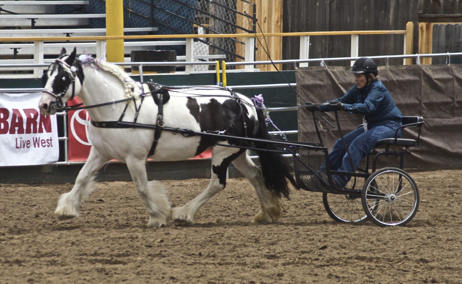 The Best Horse Breeds for Driving and Wagon Pulling – saddlesociety.com