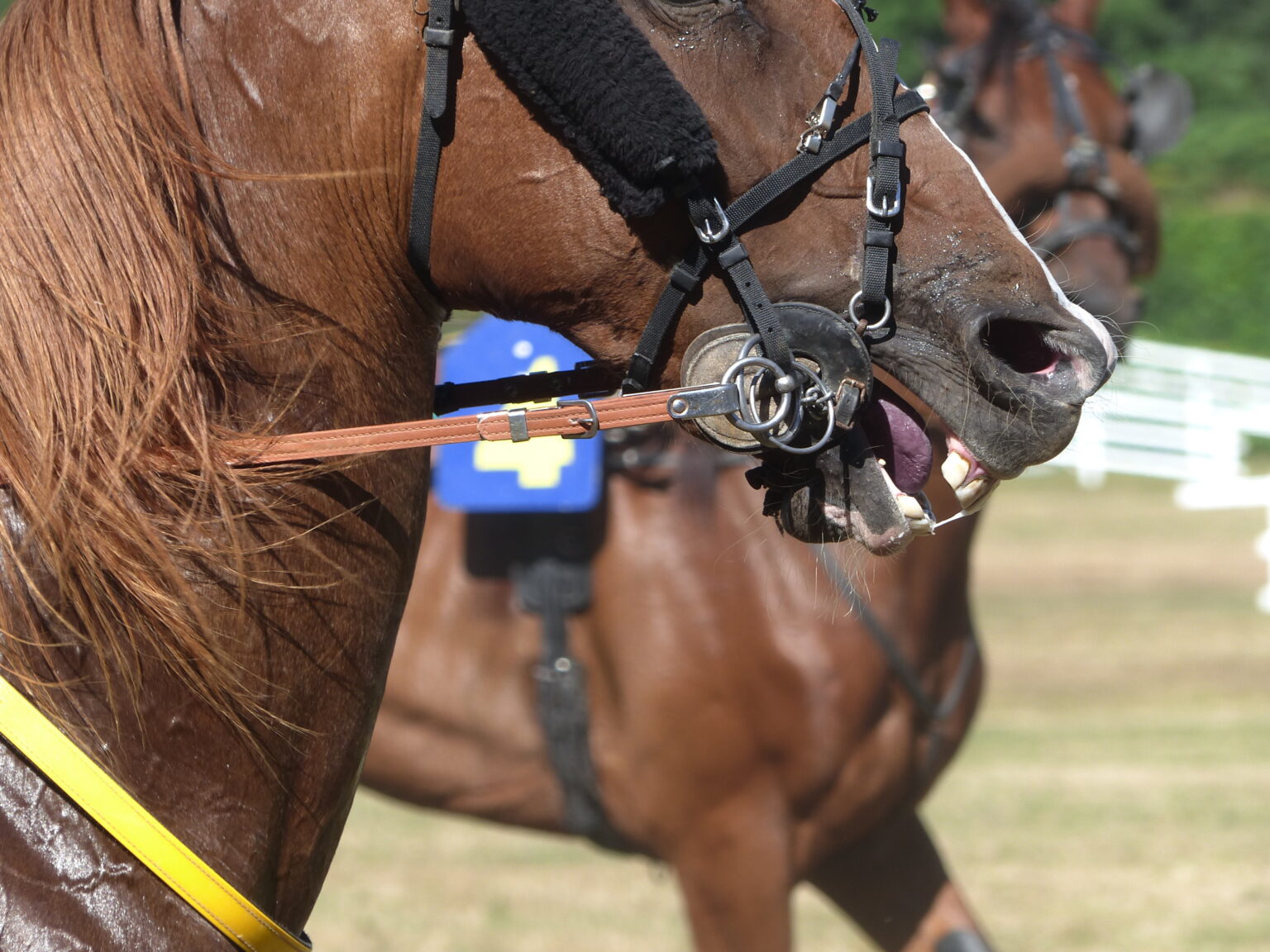 How to Recognize Soreness From Ill-Fitting Tack – saddlesociety.com