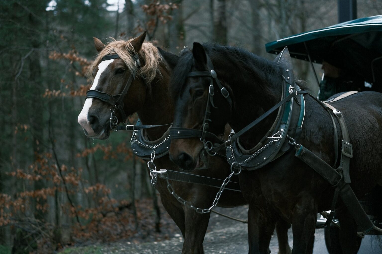 The Best Horse Breeds for Driving and Carriage Work – saddlesociety.com