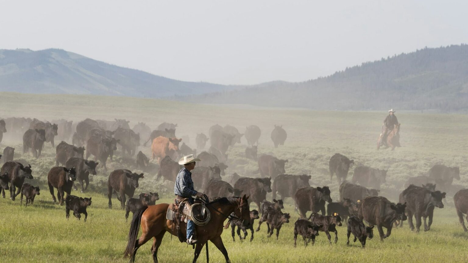 The Best Horse Breeds for Working With Cattle – saddlesociety.com